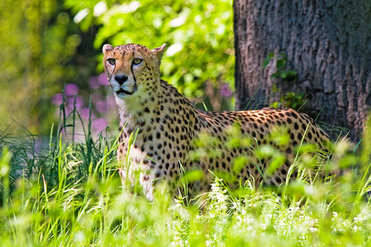 รูปภาพGeparden – เลือกดูภาพถ่ายสต็อก เวกเตอร์ และวิดีโอ520 | Adobe Stock