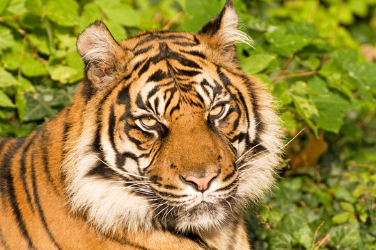 "Eigentliche Grosskatzen" Images – Browse 1,024 Stock Photos, Vectors ...