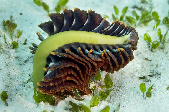 รูปภาพSarcophilus – เลือกดูภาพถ่ายสต็อก เวกเตอร์ และวิดีโอ724 | Adobe Stock