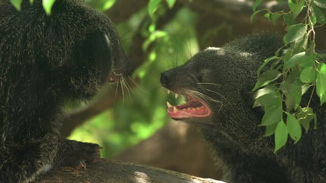 รูปภาพBearcat – เลือกดูภาพถ่ายสต็อก เวกเตอร์ และวิดีโอ2,164 | Adobe Stock