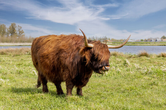 รูปภาพ"Scottish Cattle" – เลือกดูภาพถ่ายสต็อก เวกเตอร์ และวิดีโอ358 ...