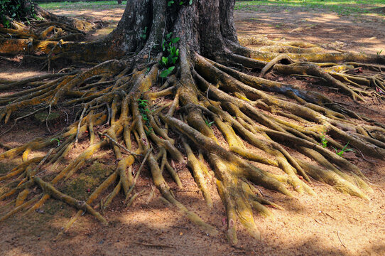 「木の根」の画像 - 1,234 件の Stock 写真、ベクターおよびビデオ | Adobe Stock