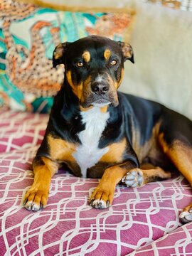 Imágenes de Pitweiler: descubre bancos de fotos, ilustraciones ...