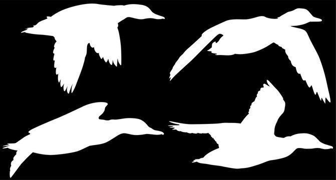 Cupped Duck Silhouette
