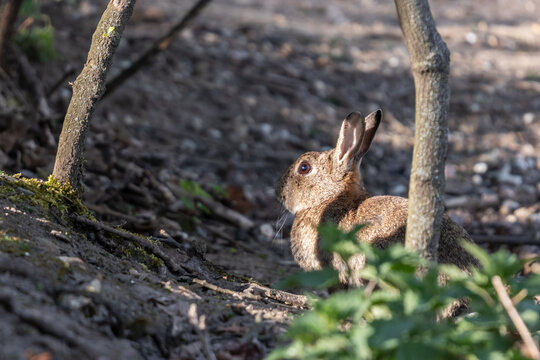 Karnickel 画像 - 参照 1,887 Stock 写真、ベクターおよびビデオ | Adobe Stock