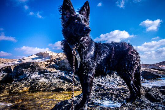 Corgi Scottish Images – Browse 475 Stock Photos, Vectors, and Video ...