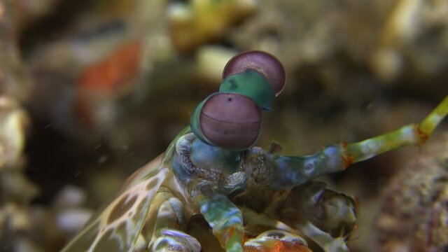 Hoplocarida Bilder – Durchsuchen 5 Archivfotos, Vektorgrafiken und ...