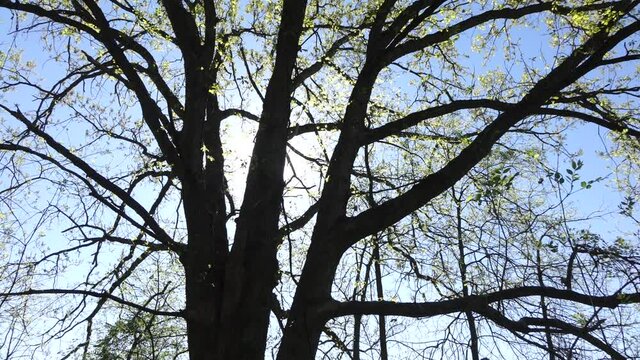 รูปภาพ"Bur Oak" – เลือกดูภาพถ่ายสต็อก เวกเตอร์ และวิดีโอ190 | Adobe Stock