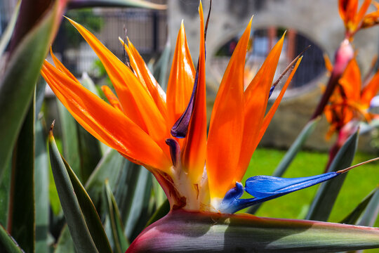 Paradisea bilder – Bläddra bland 436 stockfoton, vektorer och videor ...