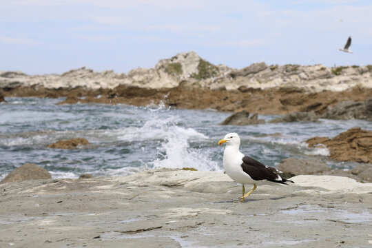รูปภาพMollyhawk – เลือกดูภาพถ่ายสต็อก เวกเตอร์ และวิดีโอ162 | Adobe Stock