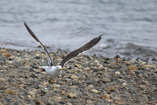 รูปภาพMollyhawk – เลือกดูภาพถ่ายสต็อก เวกเตอร์ และวิดีโอ162 | Adobe Stock