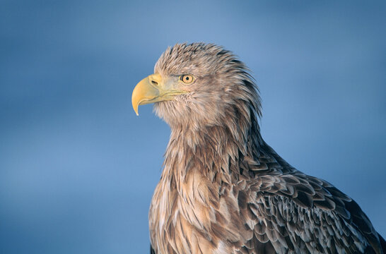 精悍 Images – Browse 878 Stock Photos, Vectors, and Video | Adobe Stock