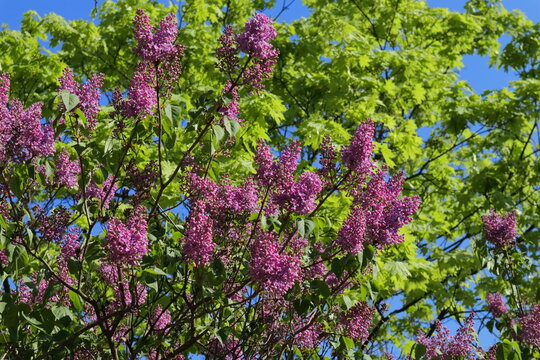 Maj Bilder – Durchsuchen 3,976 Archivfotos, Vektorgrafiken und Videos ...