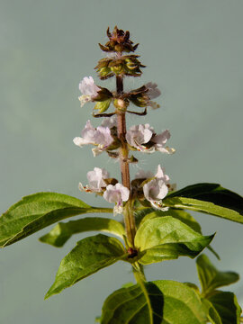 Basilium bilder – Bläddra bland 39 stockfoton, vektorer och videor ...