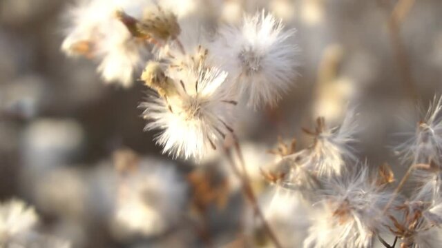 Pappi Images – Browse 3,411 Stock Photos, Vectors, and Video | Adobe Stock