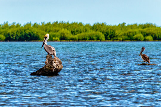 16 BEST Zaza IMAGES, STOCK PHOTOS & VECTORS | Adobe Stock