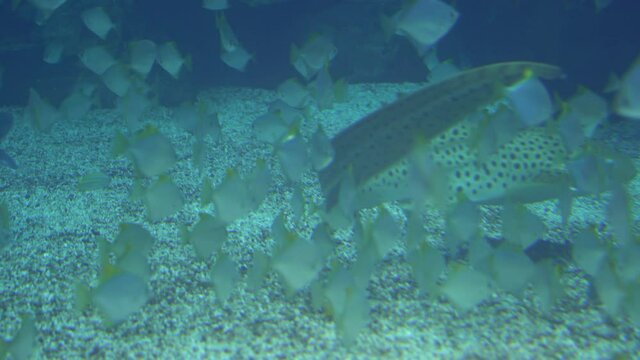 "Water Creatures" Bilder – Durchsuchen 238 Archivfotos, Vektorgrafiken ...