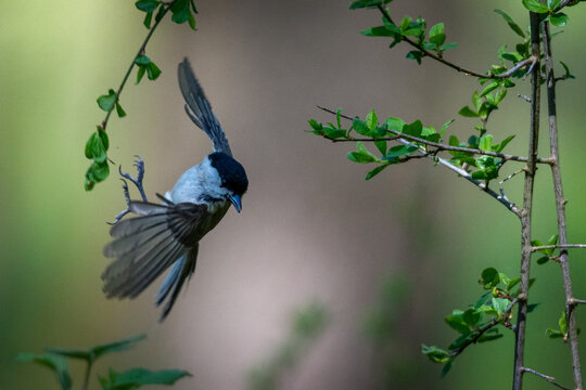 รูปภาพPtaszek – เลือกดูภาพถ่ายสต็อก เวกเตอร์ และวิดีโอ1,102 | Adobe Stock