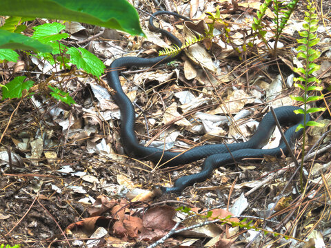 รูปภาพCraws – เลือกดูภาพถ่ายสต็อก เวกเตอร์ และวิดีโอ5,780 | Adobe Stock