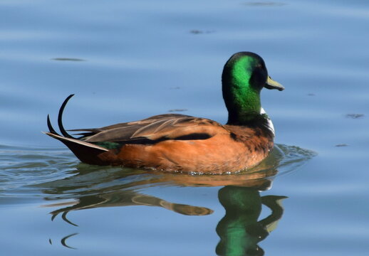 「Manky」の画像 - 180 件の Stock 写真、ベクターおよびビデオ | Adobe Stock
