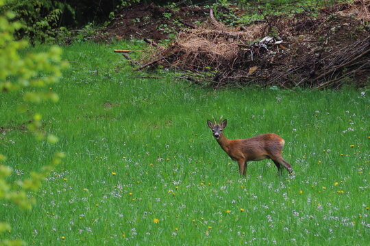 รูปภาพRoebuck – เลือกดูภาพถ่ายสต็อก เวกเตอร์ และวิดีโอ84,065 | Adobe Stock