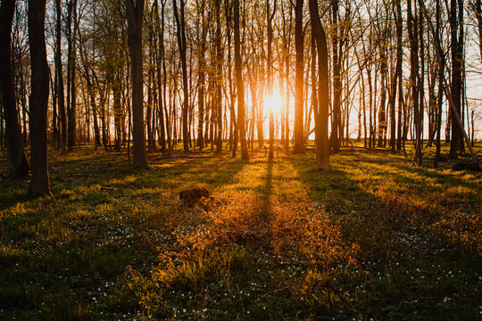 Orange Forest Images – Browse 2,599,051 Stock Photos, Vectors, and ...