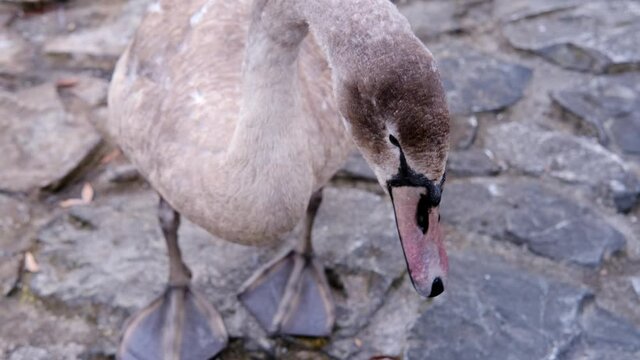 Obrázky Anseriformes – procházejte fotografie, vektory a videa 17,046 ...