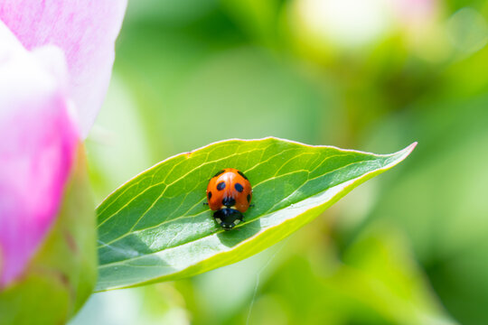 รูปภาพGaebul – เลือกดูภาพถ่ายสต็อก เวกเตอร์ และวิดีโอ748 | Adobe Stock