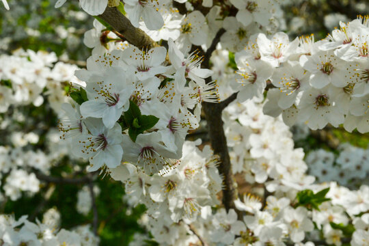 "Moschatel Family"-Bilder: Stock-Fotos & -Videos. | Adobe Stock