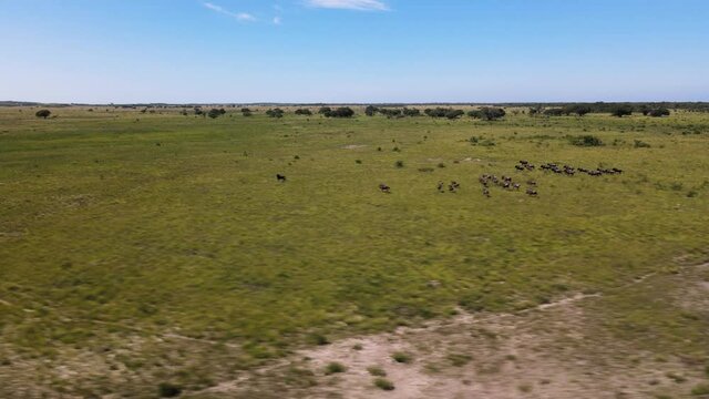 "White-Tailed Gnu" Imagens – Procure 1,005 fotos, vetores e vídeos ...