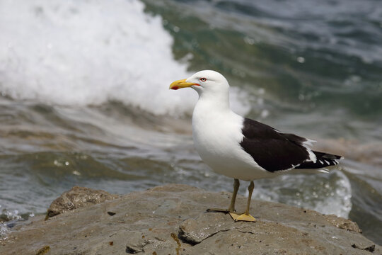 「Mollyhawk」の画像 - 131 件の Stock 写真、ベクターおよびビデオ | Adobe Stock
