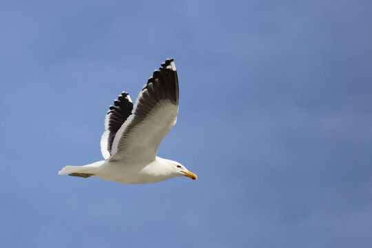「Mollyhawk」の画像 - 131 件の Stock 写真、ベクターおよびビデオ | Adobe Stock