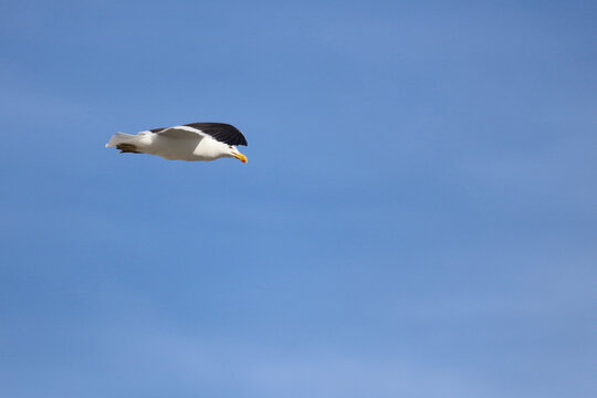 รูปภาพMollyhawk – เลือกดูภาพถ่ายสต็อก เวกเตอร์ และวิดีโอ162 | Adobe Stock