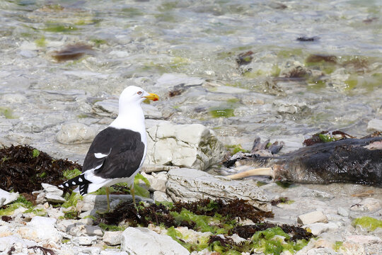 รูปภาพMollyhawk – เลือกดูภาพถ่ายสต็อก เวกเตอร์ และวิดีโอ162 | Adobe Stock