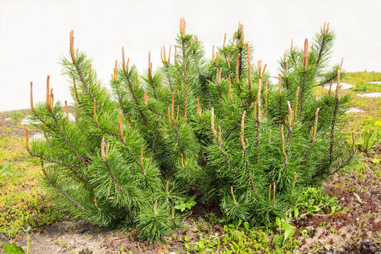 รูปภาพHumpies – เลือกดูภาพถ่ายสต็อก เวกเตอร์ และวิดีโอ660 | Adobe Stock