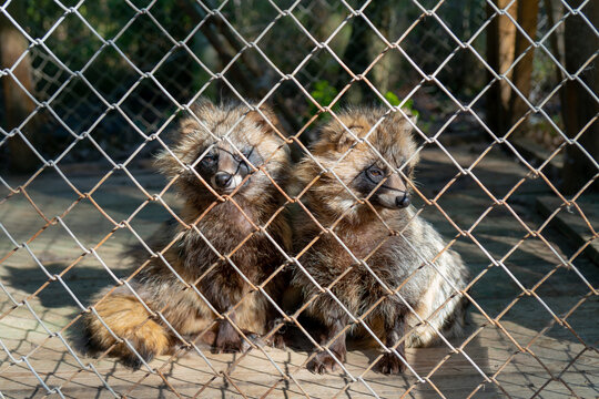 Hurt Zoo Animal Bilder – Durchsuchen 979 Archivfotos, Vektorgrafiken ...