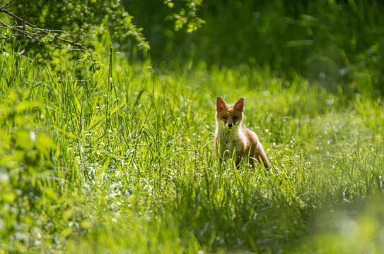รูปภาพRenardeau – เลือกดูภาพถ่ายสต็อก เวกเตอร์ และวิดีโอ321 | Adobe Stock