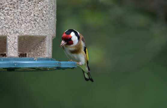 Distelfink Images – Browse 910 Stock Photos, Vectors, and Video | Adobe ...