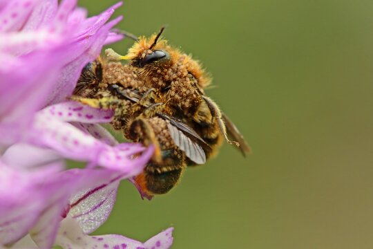 Milbenbefall bilder – Bläddra bland 139 stockfoton, vektorer och videor ...