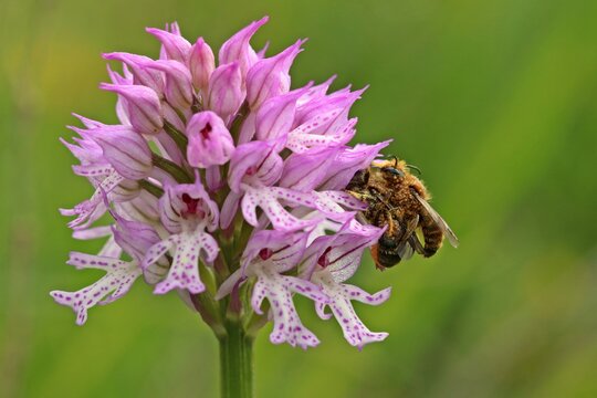 Milbenbefall bilder – Bläddra bland 139 stockfoton, vektorer och videor ...