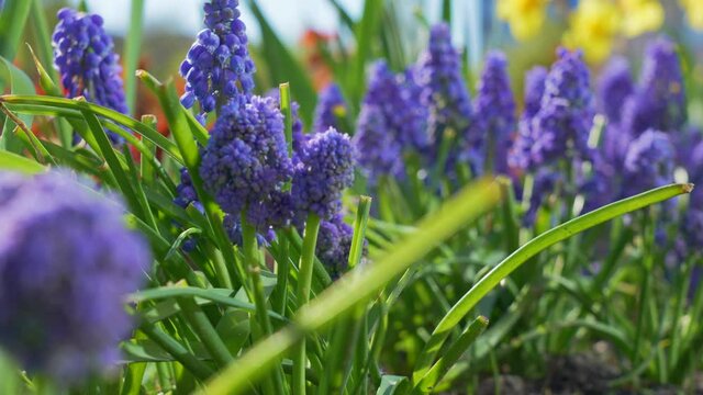 Hyacinth Video Footage – Browse 4,963 HD Stock Video and Footage ...