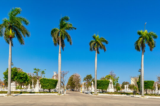 Palmiche 影像 – 瀏覽 1,921 個素材庫相片、向量圖和影片 | Adobe Stock