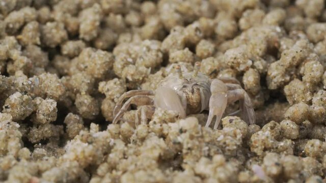 "Soldier Crab" Images – Browse 476 Stock Photos, Vectors, and Video ...