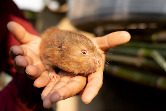 รูปภาพMole-Rat – เลือกดูภาพถ่ายสต็อก เวกเตอร์ และวิดีโอ254 | Adobe Stock