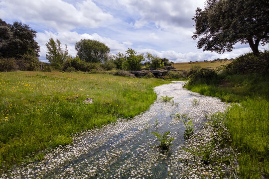 Field With Stream Images – Browse 136,451 Stock Photos, Vectors, and ...