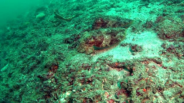 Cuttlefishes Imagens – Procure 247 fotos, vetores e vídeos | Adobe Stock