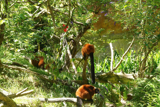 รูปภาพProsimian – เลือกดูภาพถ่ายสต็อก เวกเตอร์ และวิดีโอ3,917 | Adobe Stock