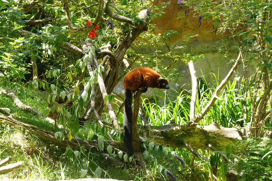 รูปภาพProsimian – เลือกดูภาพถ่ายสต็อก เวกเตอร์ และวิดีโอ3,917 | Adobe Stock