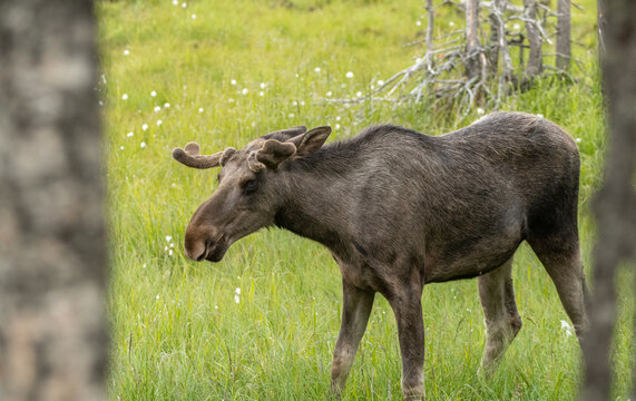 Elg Bilder – Durchsuchen 144 Archivfotos, Vektorgrafiken und Videos ...