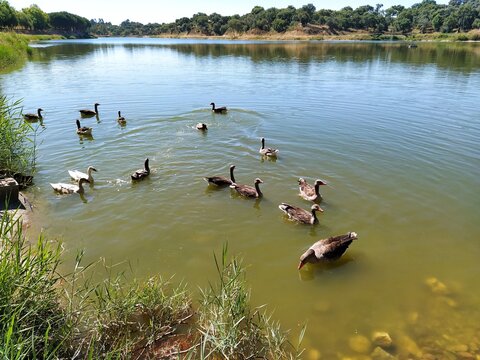 Patudos Images – Browse 13 Stock Photos, Vectors, and Video | Adobe Stock